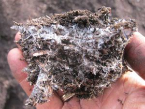 Mycorrhizal Fungi – The Key to Better Soil and Plant Health – Carroll ...