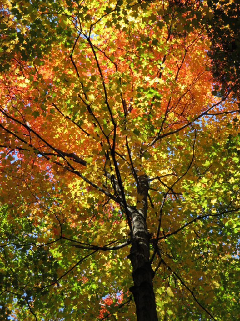 Ontario Native Plant Gardens – Carroll Property Services