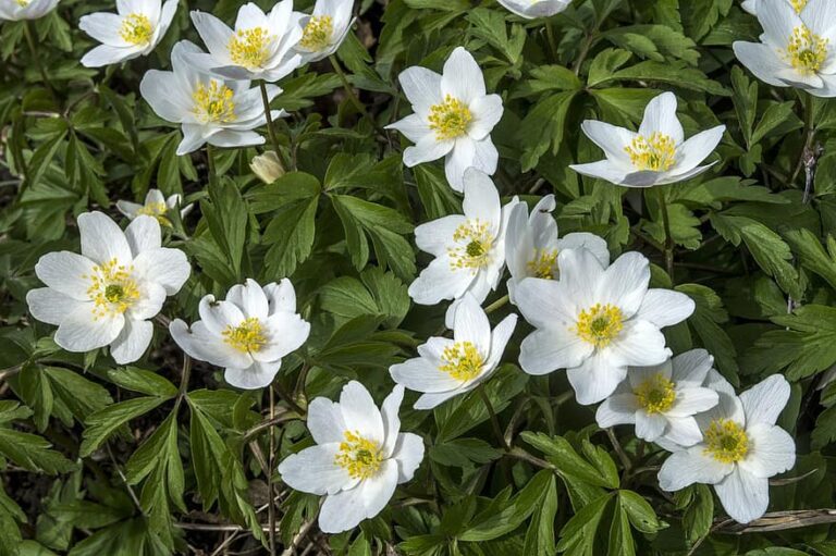 Ontario Native Plant Gardens – Carroll Property Services