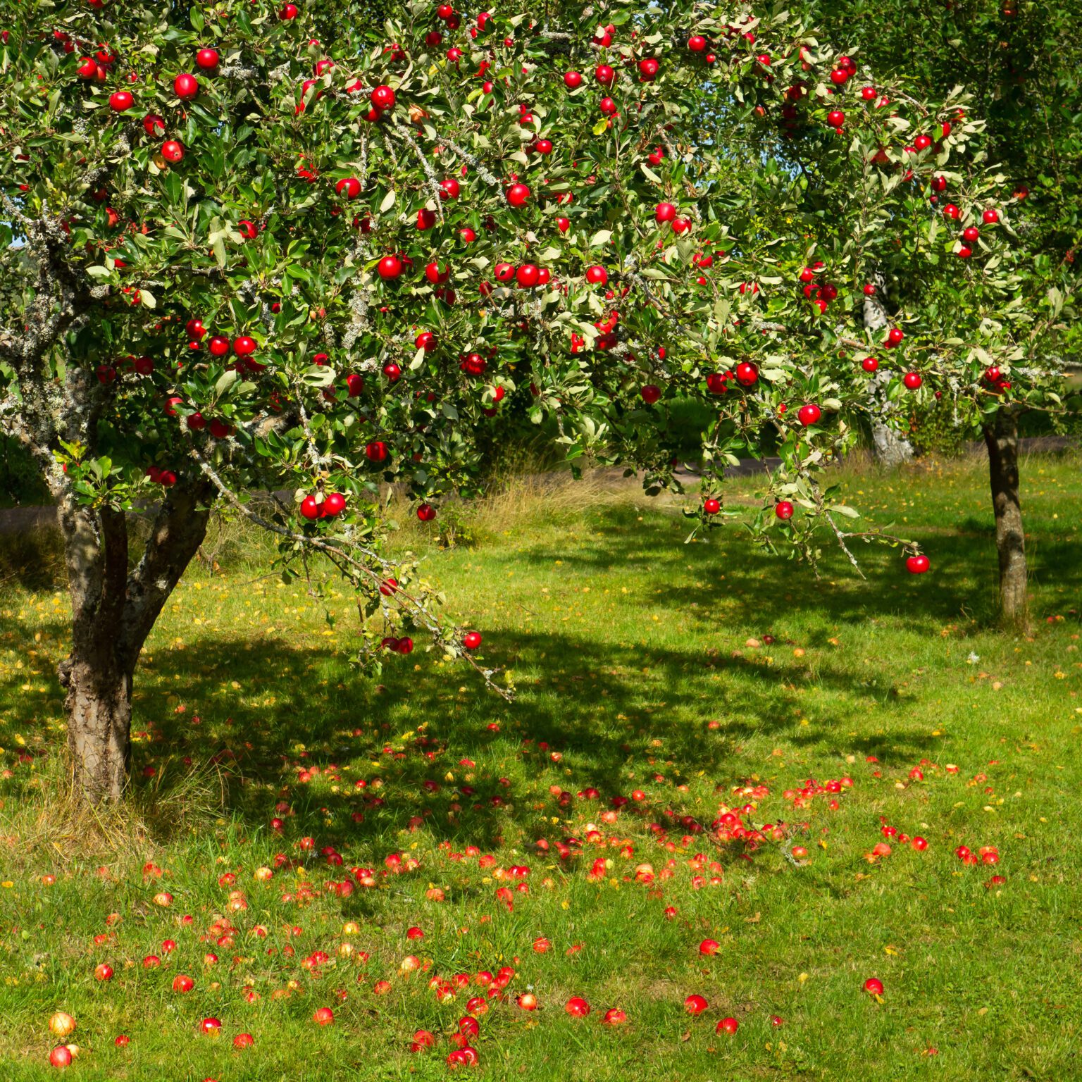 The 7 Layers of an Ontario Food Forest – Carroll Property Services