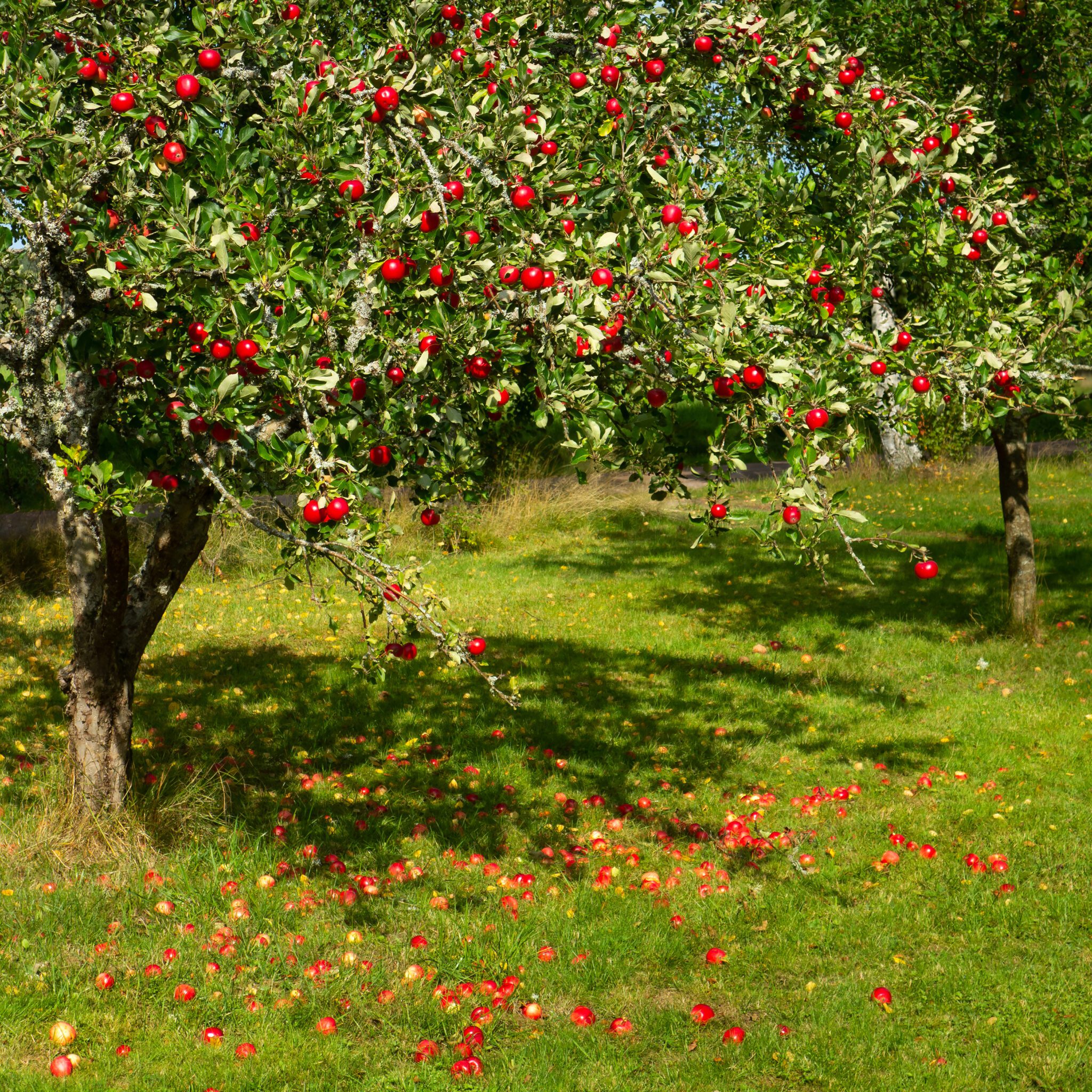 The 7 Layers of an Ontario Food Forest – Carroll Property Services