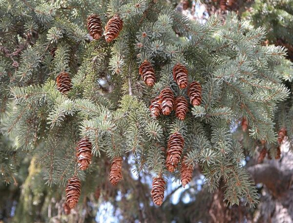 9 Evergreens Native To Ontario – Carroll Property Services