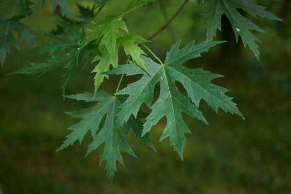 Ontario Native Maple Trees – Carroll Property Services