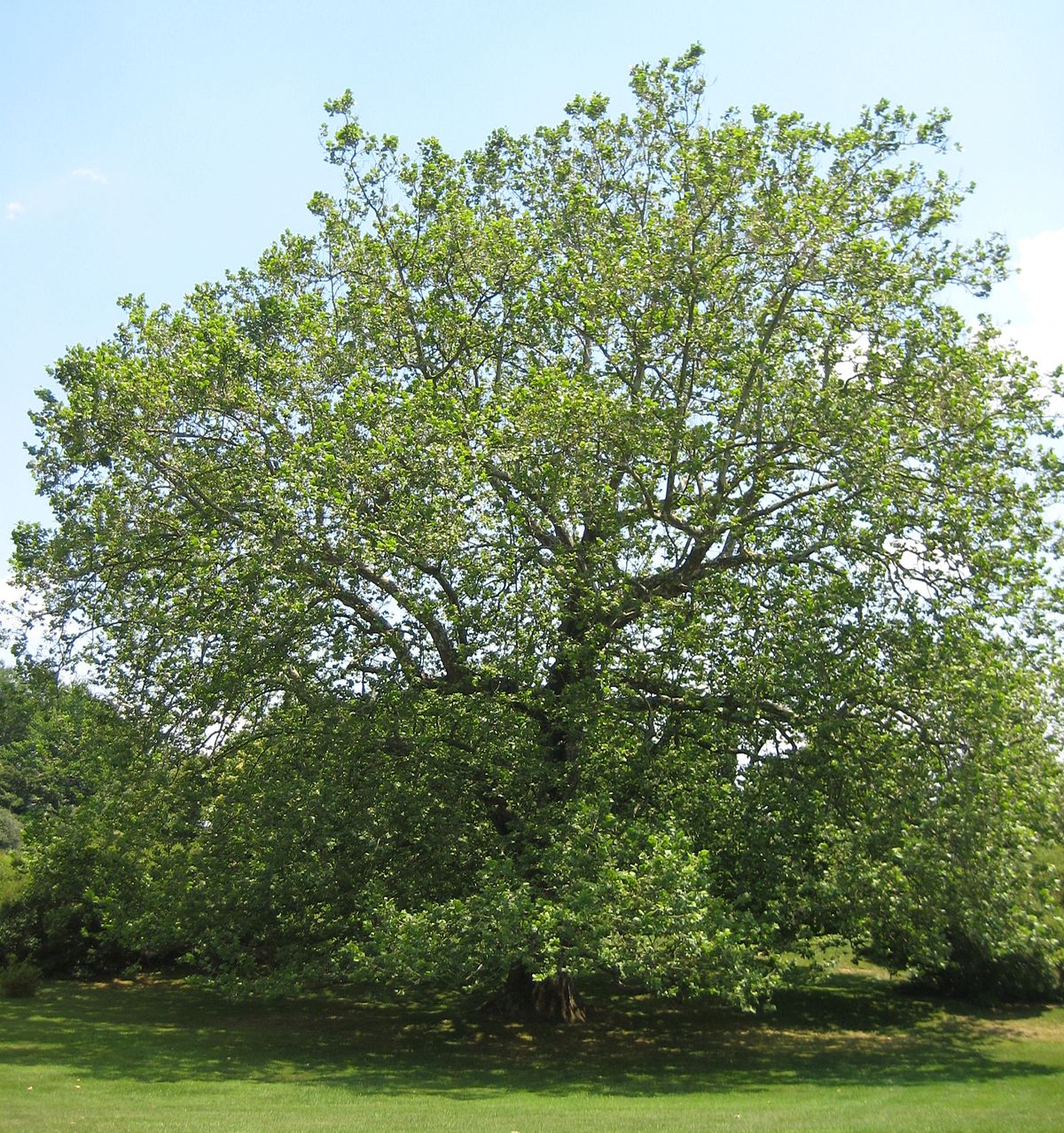 Every Native Deciduous Tree in Ontario – Carroll Property Services