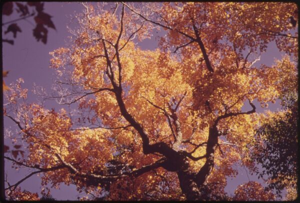 Every Native Deciduous Tree in Ontario – Carroll Property Services