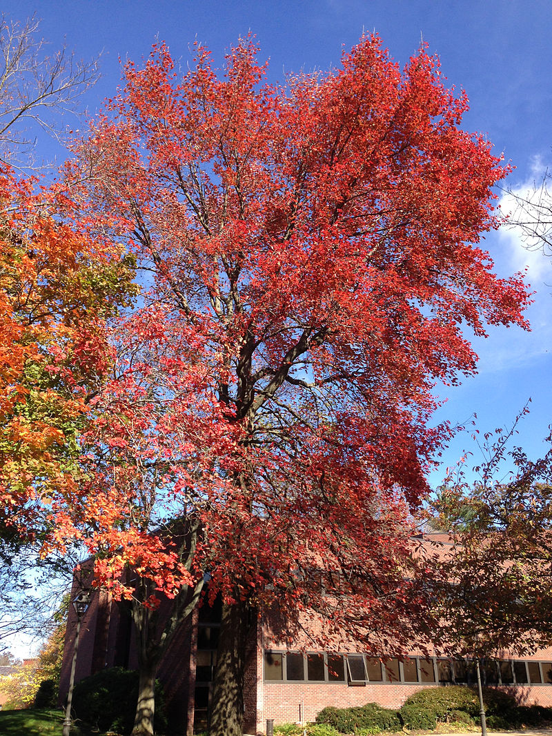 9 Carolinian tree species found in Ontario – Carroll Property Services