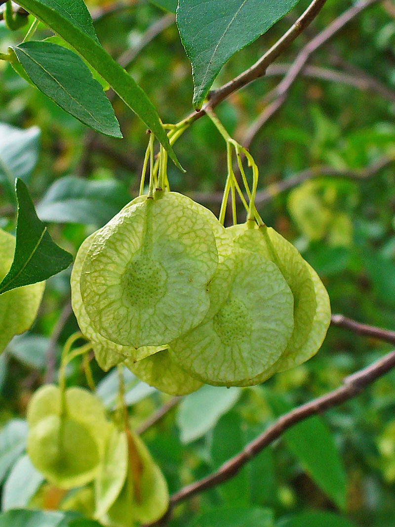 9 Carolinian tree species found in Ontario – Carroll Property Services